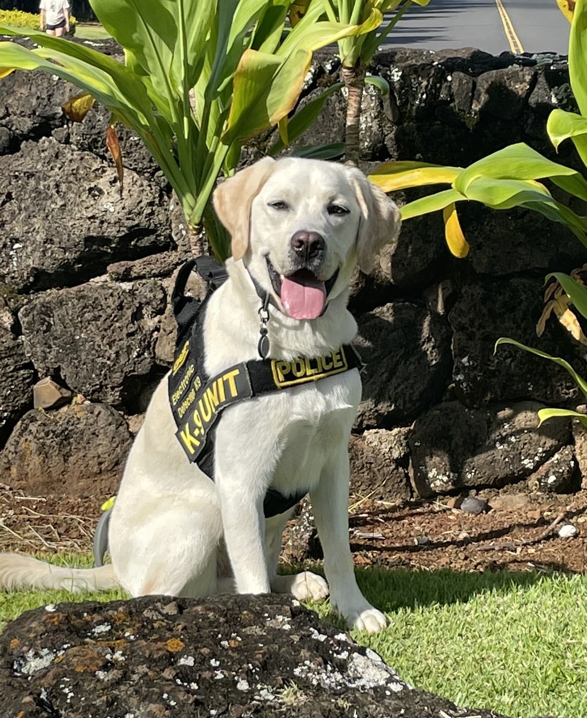 Governor Josh Green, M.D. | K9 Kahu Awaiting His Donated Safety Vest